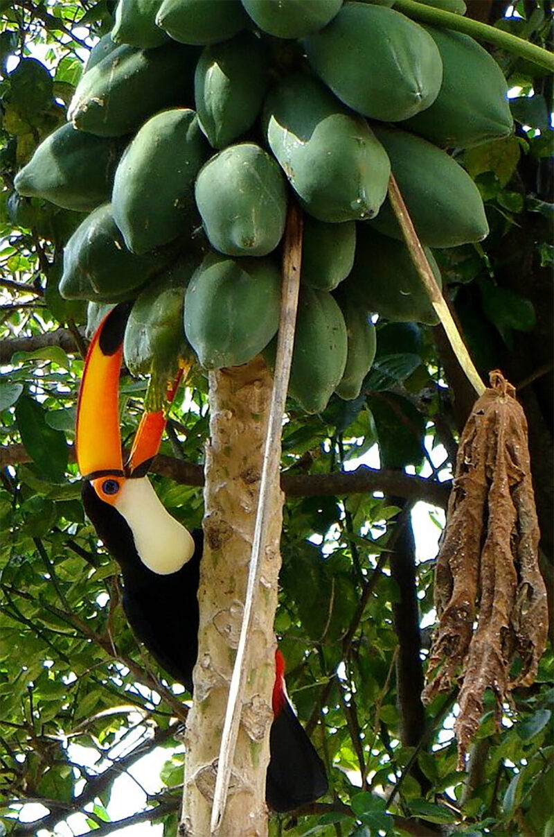 35 Fotos Tucano Toco | Animais e Companhia: Tudo sobre ração para seu ...